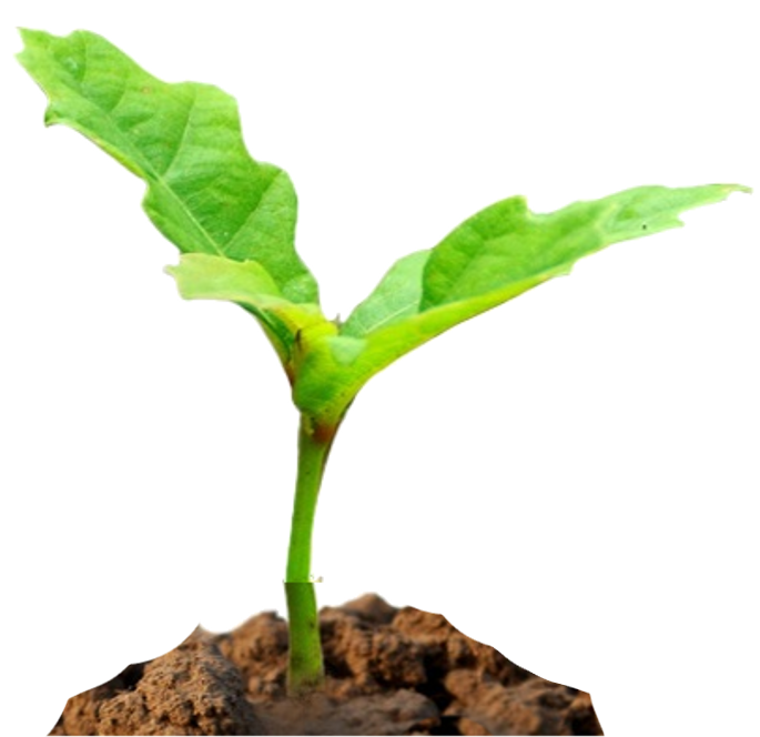 setzling | stadtgartenpraxis.de